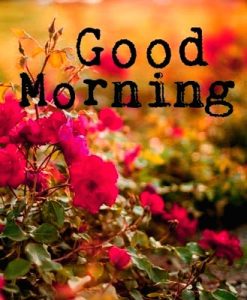 ᐅ143+ Good Morning Images HD, Morning Pictures, Wishes