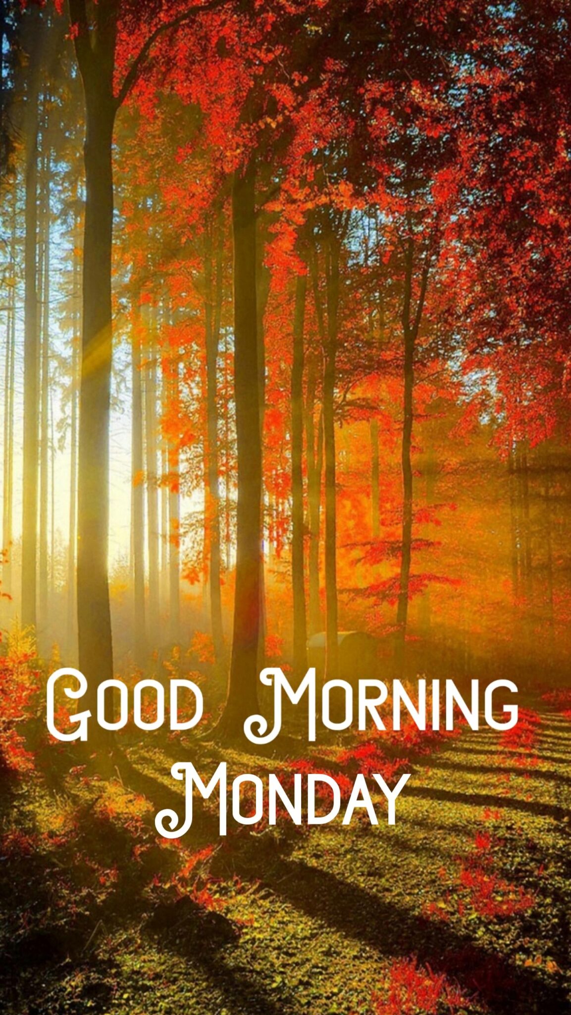 ᐅTop143+ Good Morning Monday, Images, Pictures, Photos