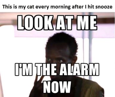 50+ Best Good Morning Memes To Kickstart Your Day