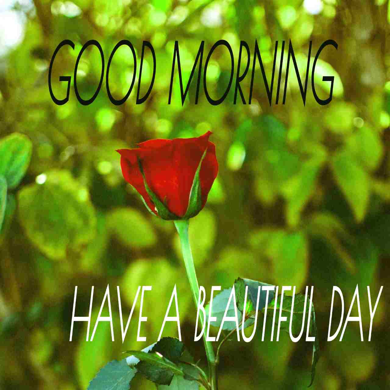 50+ Beautiful Good Morning Images HD 1080p Download