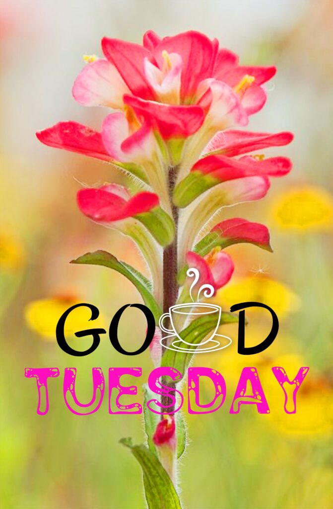 ᐅTop143+ Good Morning Tuesday Images, Pictures, Photos