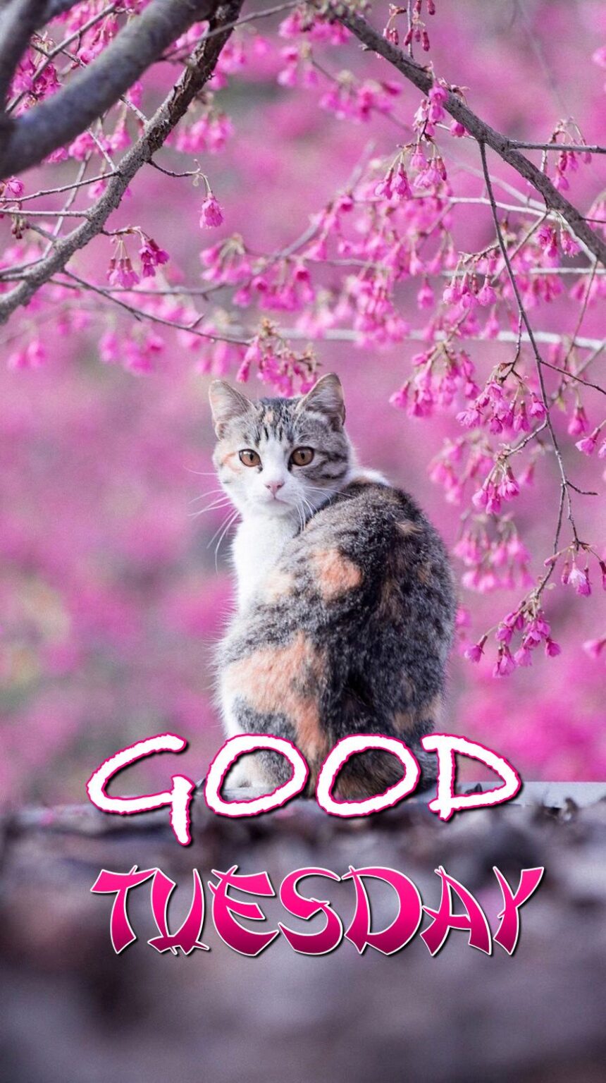 ᐅTop143+ Good Morning Tuesday Images, Pictures, Photos