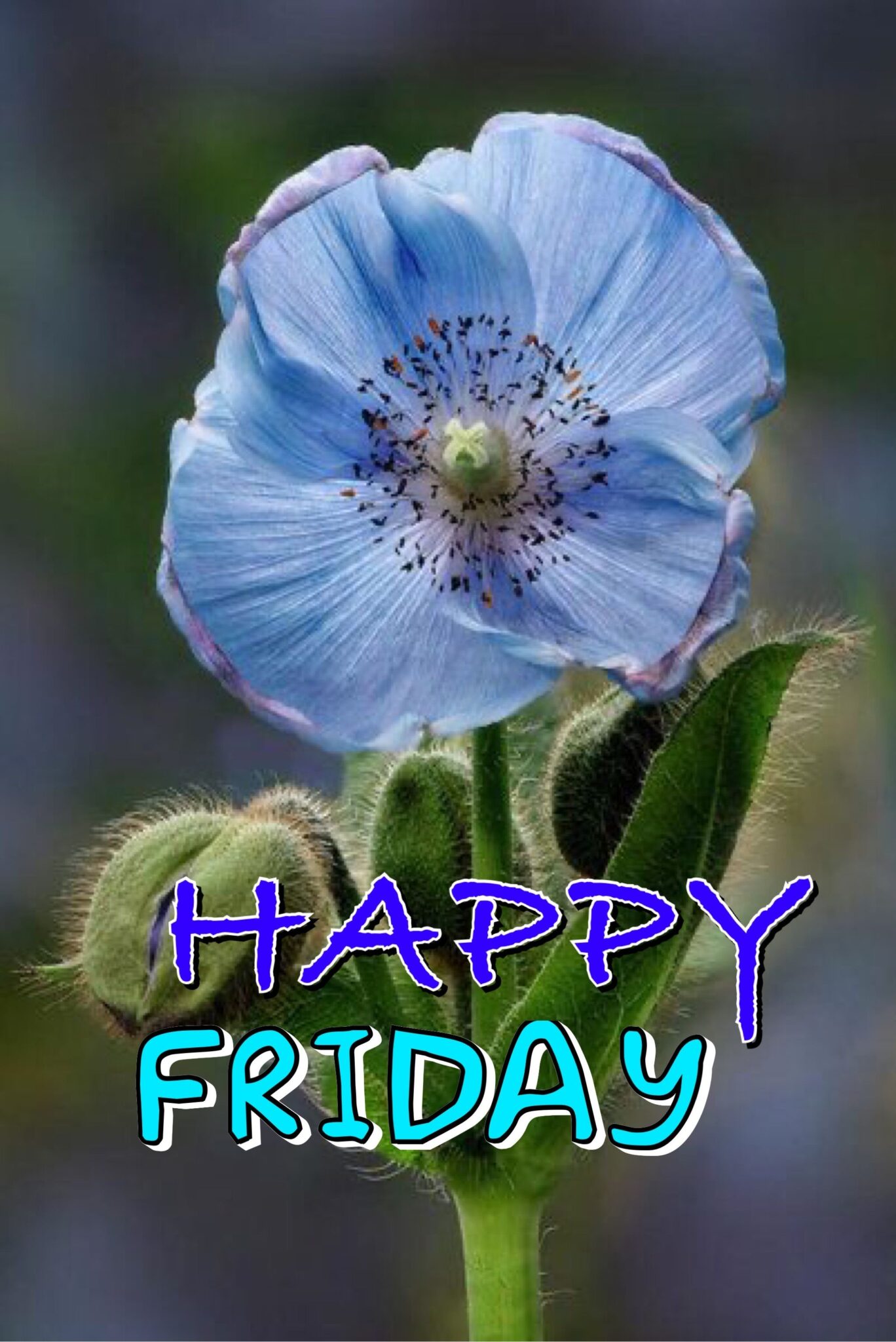 ᐅTop969+ Happy Friday Images, Pictures, Photos, GIFs