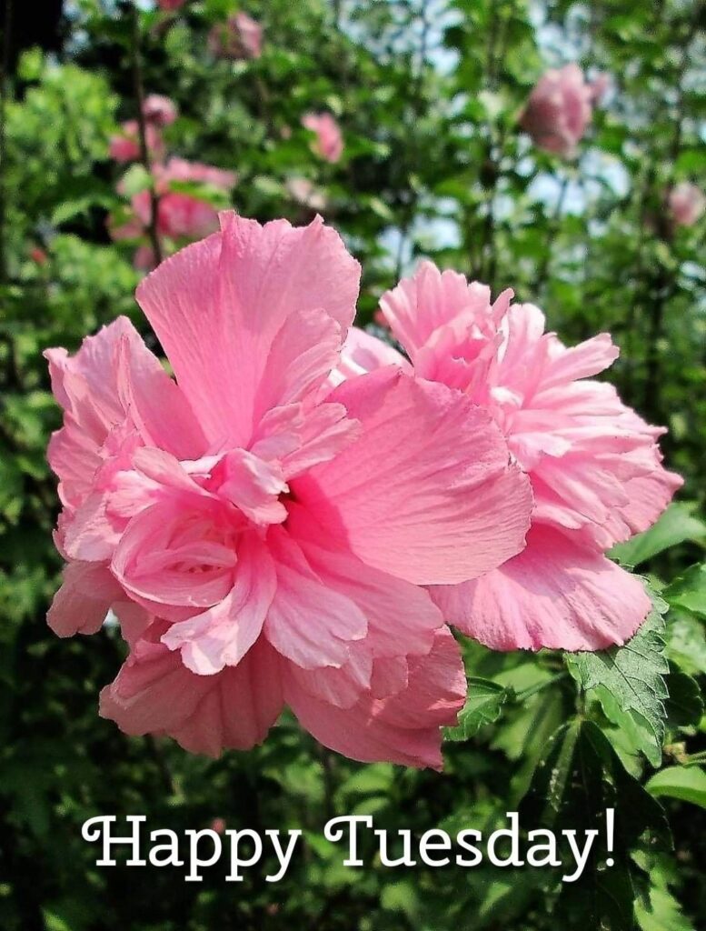 ᐅTop143+ Happy Tuesday Images, Pictures, Photos, GIFs