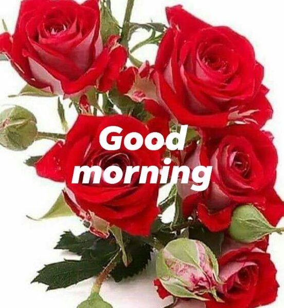 Funny Good Morning Images For Friends funny-good-morning-images-for-friends