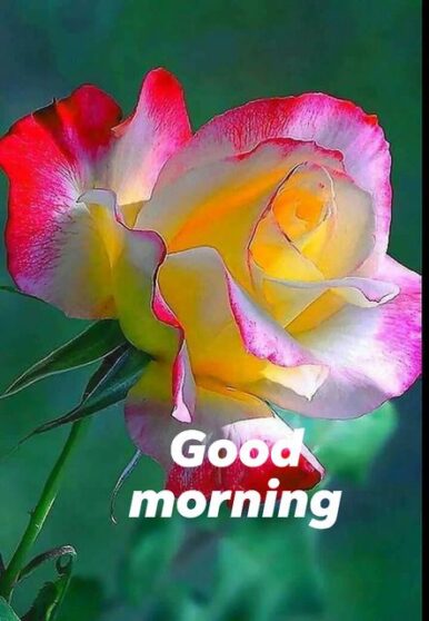 Good Morning hugs images