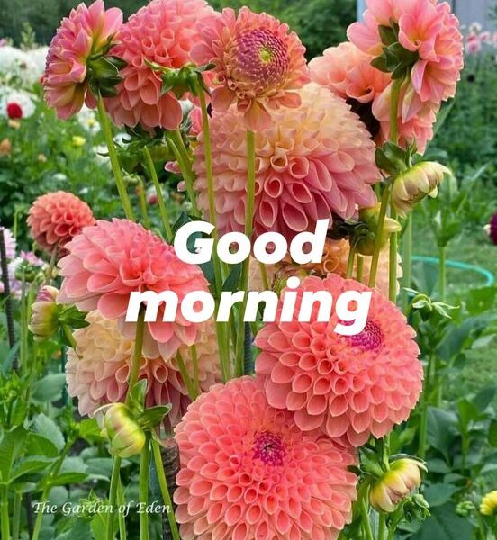 Good morning sunflowers images